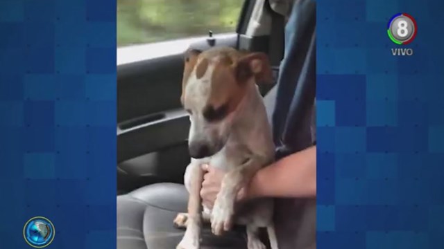 Día Internacional Del Perro Callejero Un Viral Que Llama A La Adopción