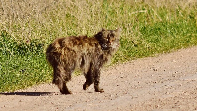 Divisaron En Fra Pal Un Gato Del Pajonal Una Especie Autóctona Rara Y En Retracción En La Zona
