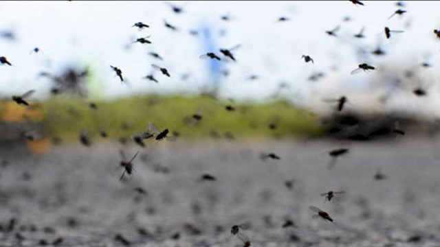 Alarma por una nueva invasión de mosquitos en el AMBA: por qué se ... Alarma por una nueva invasión de mosquitos en el AMBA: por qué se ...