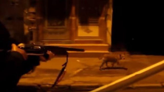Indignación Por La Matanza De Perros Callejeros En Marruecos Telefe